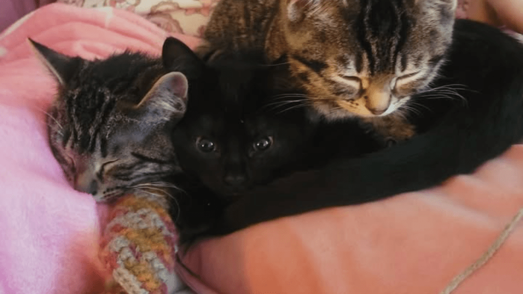 Lewisham Kitten Adoption Success Amidst Rising Animal Welfare Concerns